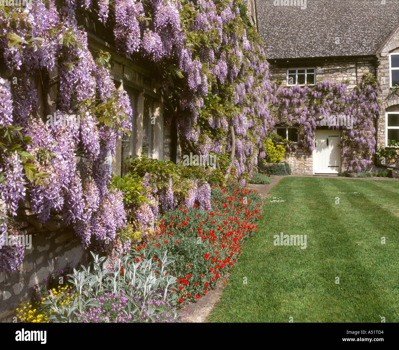 Wisteria covered house Stock Photo - Alamy