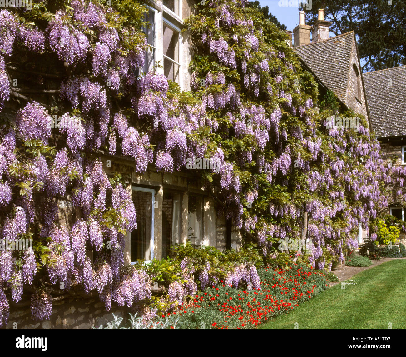 Wisteria photo hi-res stock photography and images - Alamy