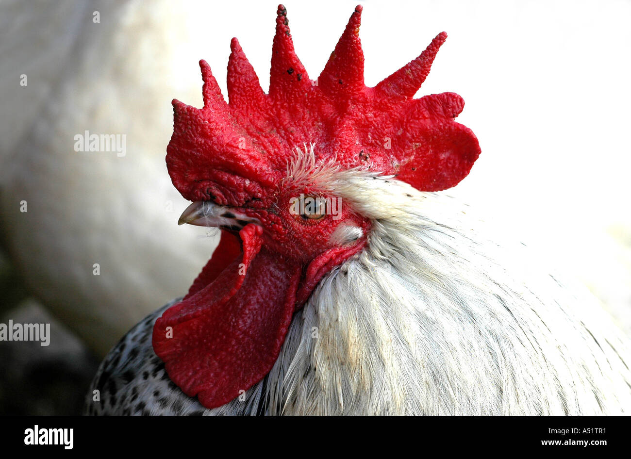 Crown Bird High Resolution Stock Photography and Images - Alamy