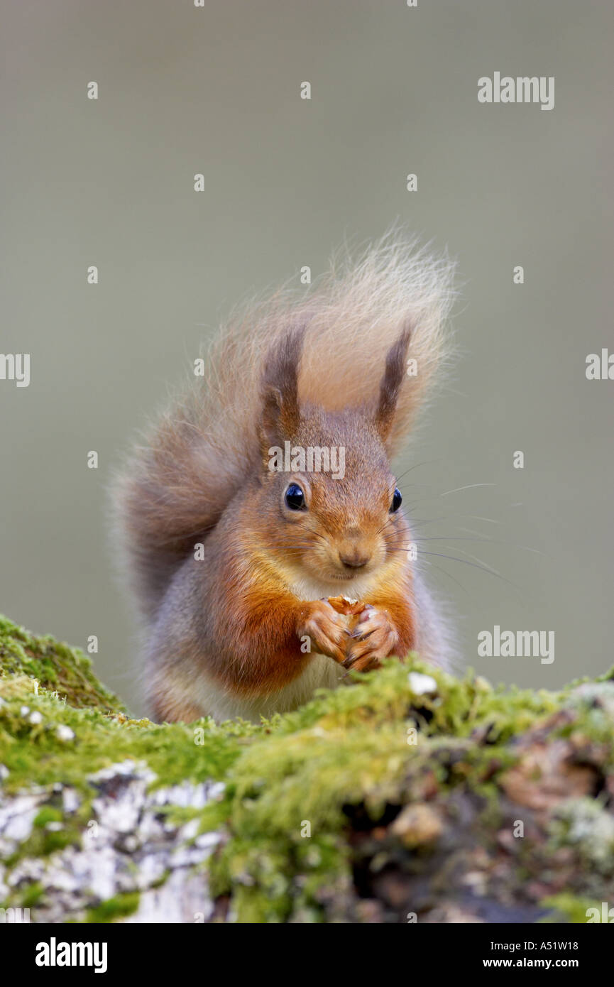 Red squirrel eating nut Stock Photo - Alamy