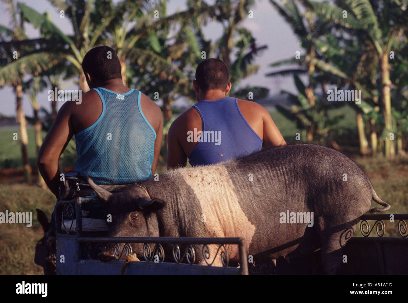 Cuba men carrying pig on trailer Stock Photo - Alamy