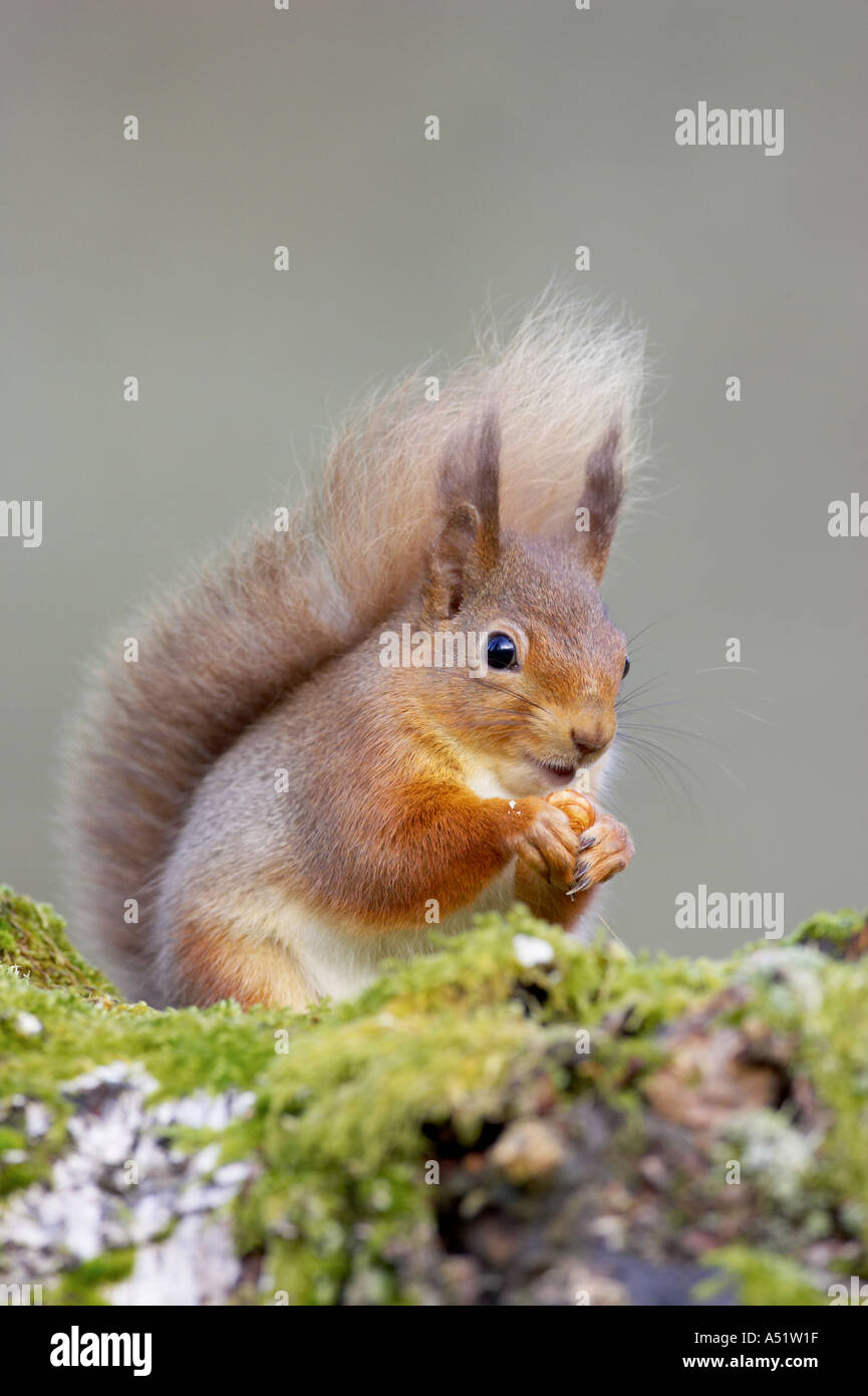 Red squirrel eating nut Stock Photo - Alamy