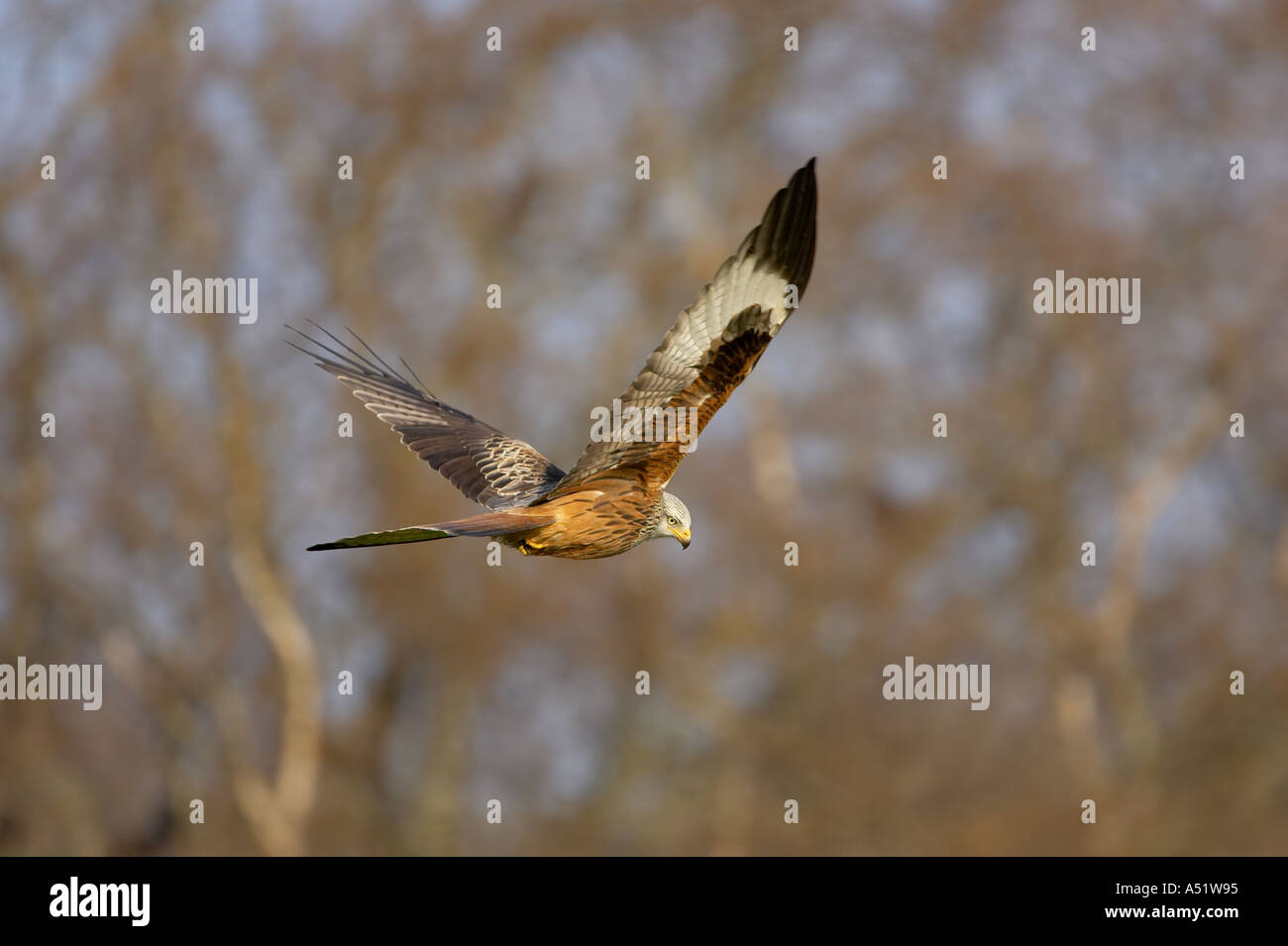 Red kite in flight Stock Photo - Alamy