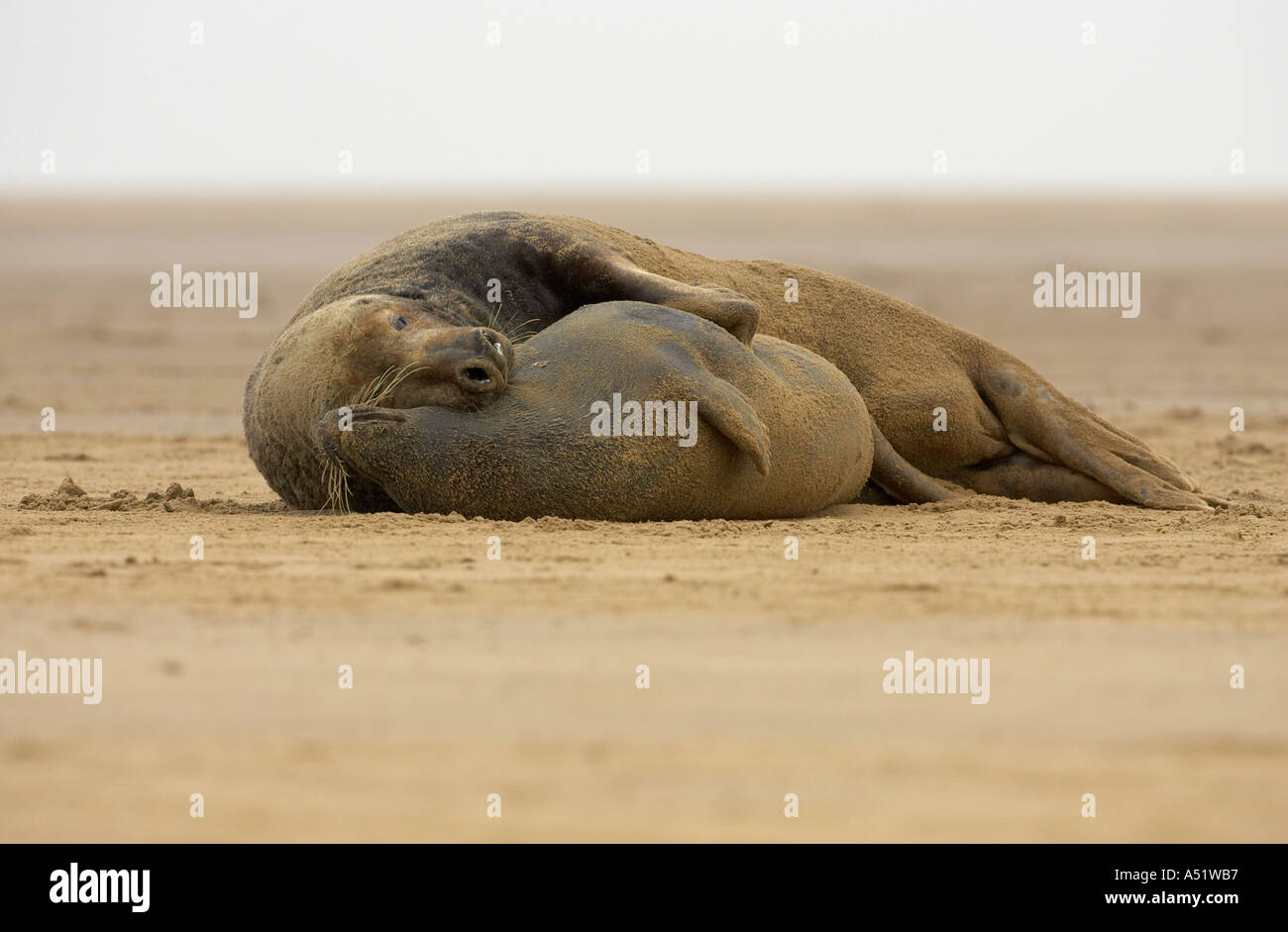 Grey seal couple mating Stock Photo - Alamy