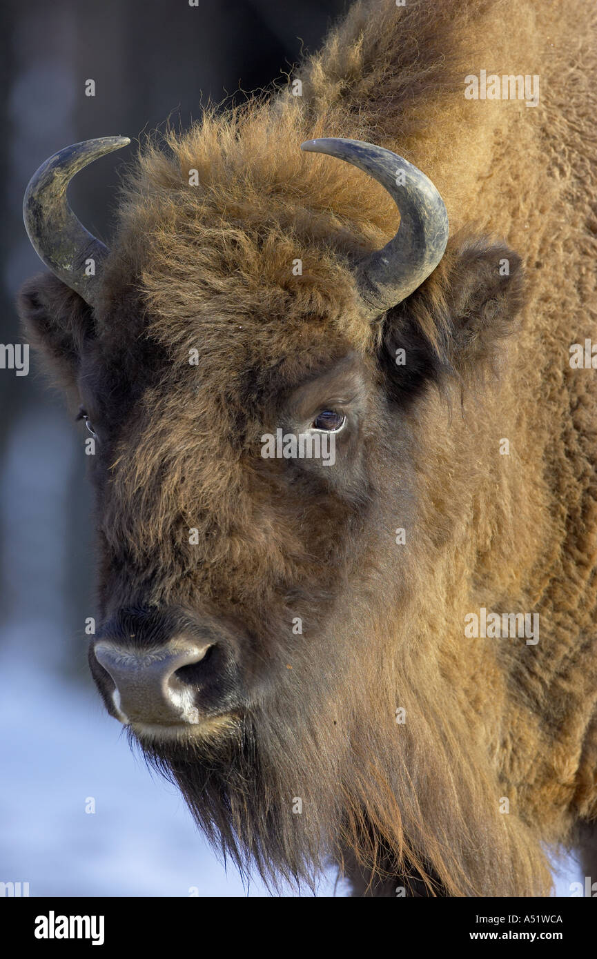 European bison c Stock Photo - Alamy