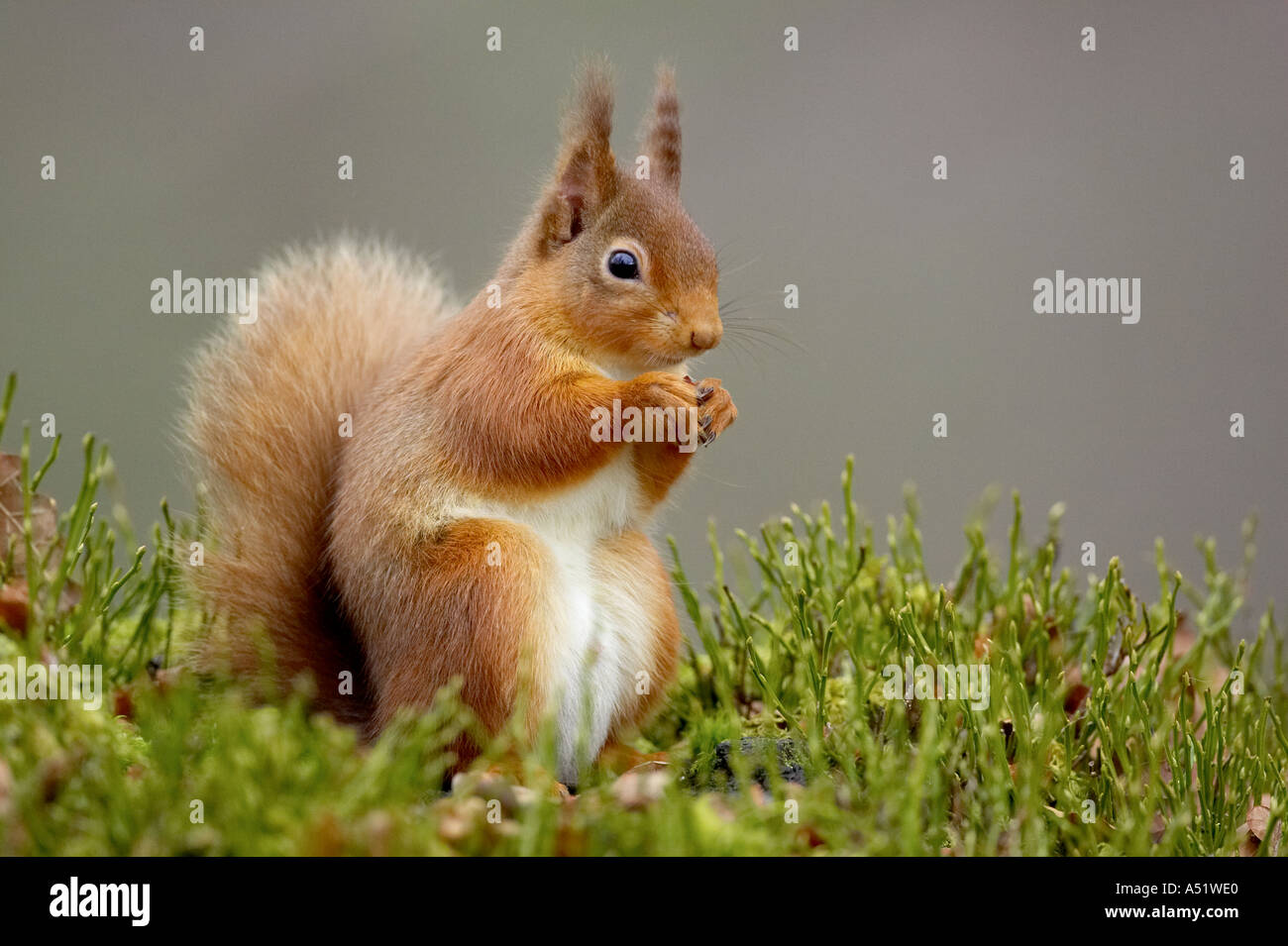 Red squirrel eating nut Stock Photo - Alamy