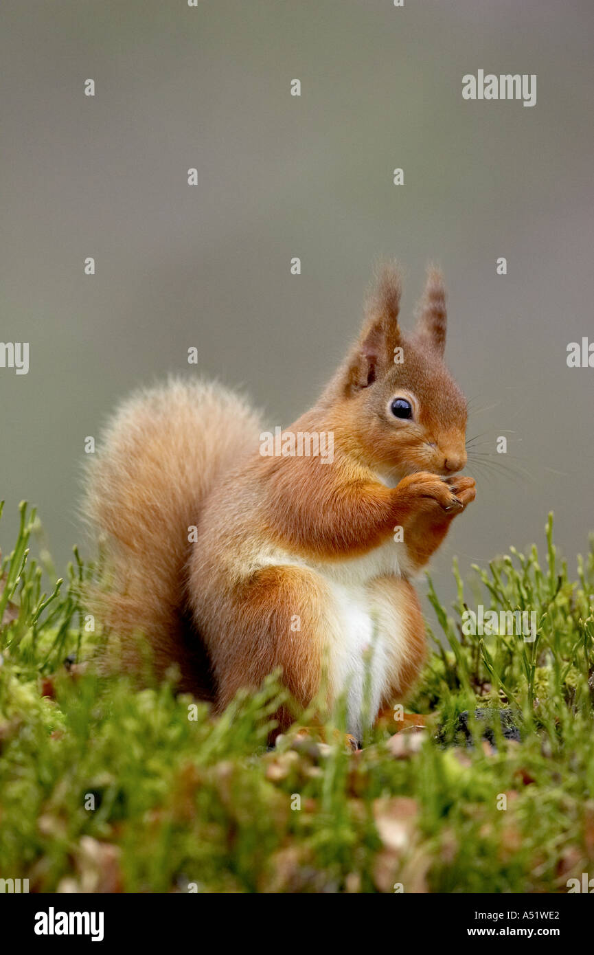 Red squirrel eating nut Stock Photo - Alamy