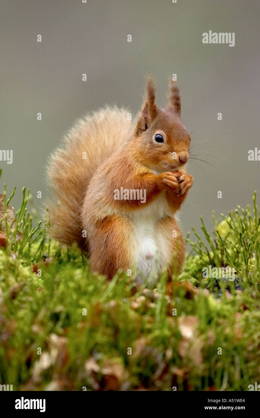 Red squirrel eating nut Stock Photo - Alamy