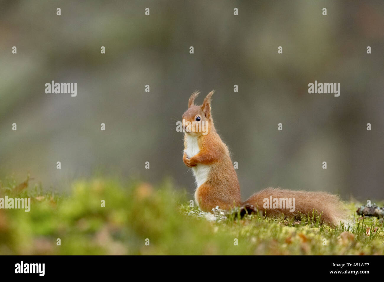 Red squirrel alert Stock Photo - Alamy