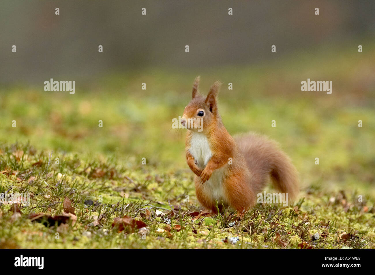 Red squirrel alert Stock Photo - Alamy