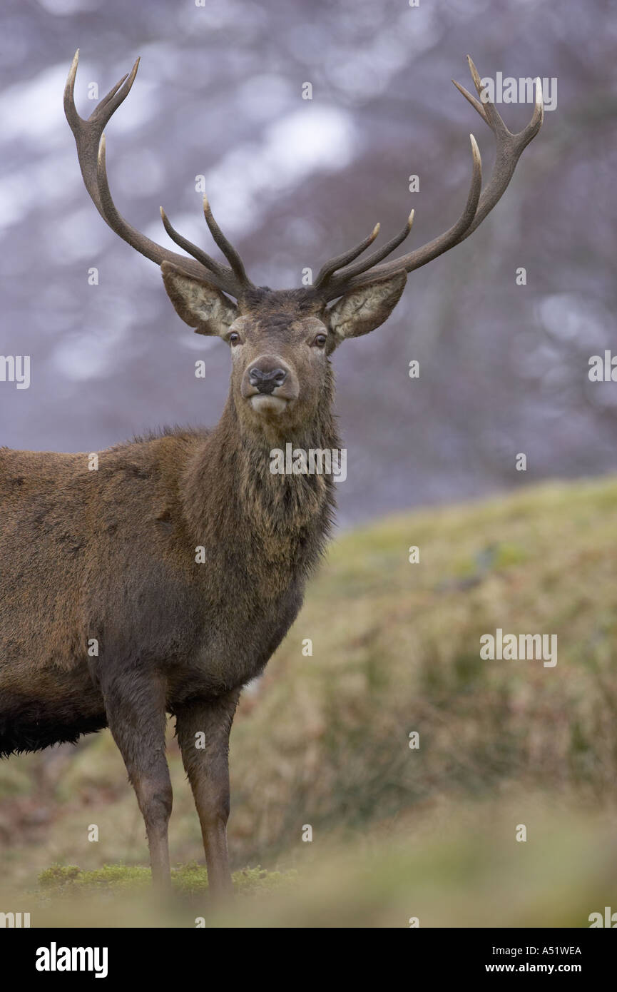 Red deer stag Stock Photo - Alamy