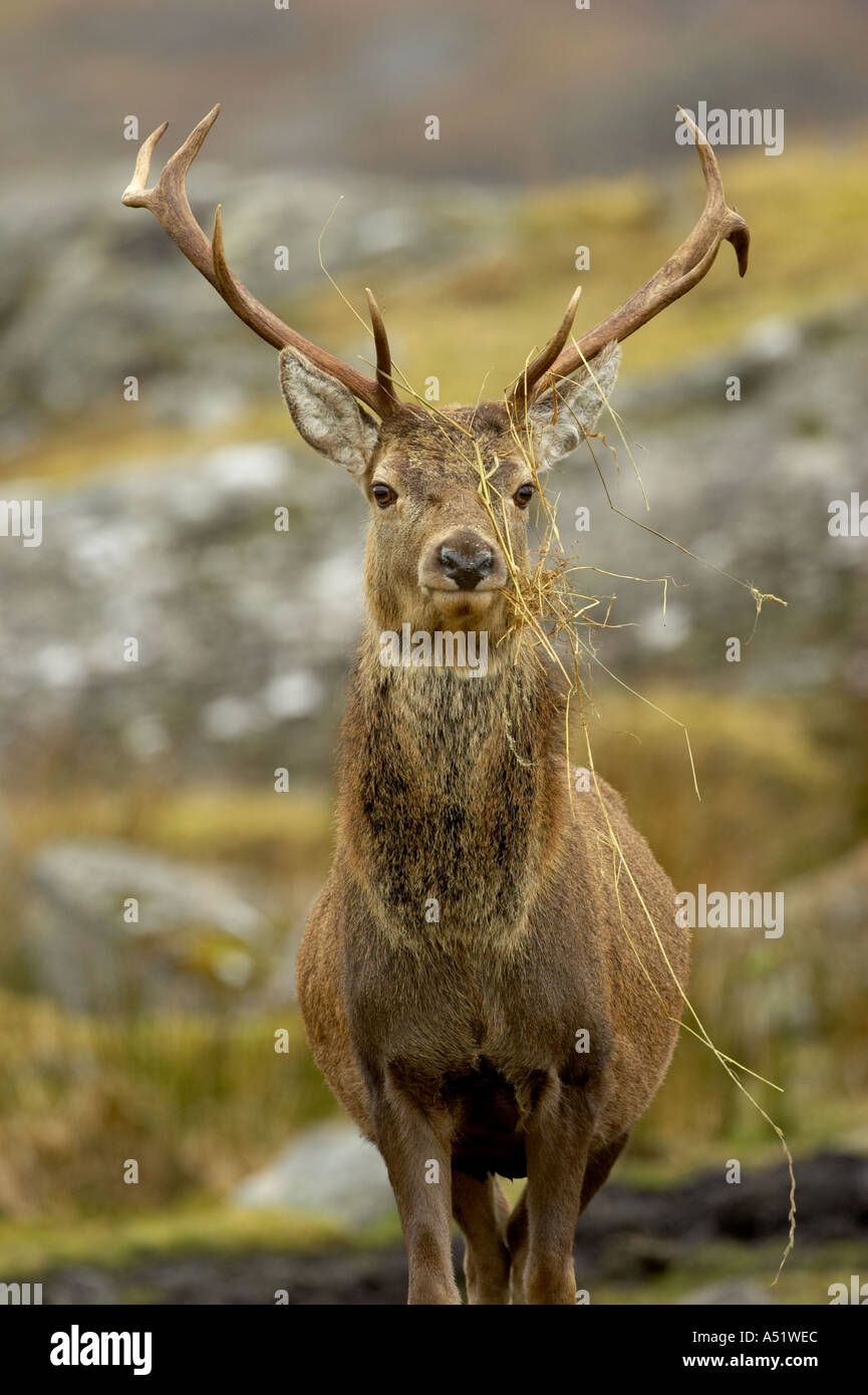Red deer stag Stock Photo - Alamy