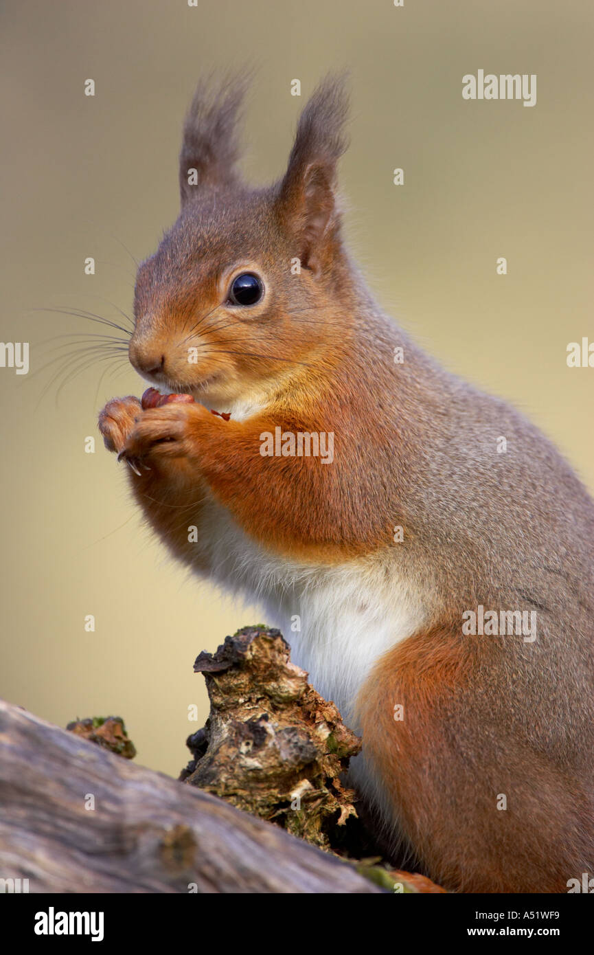 Red squirrel eating nut Stock Photo - Alamy