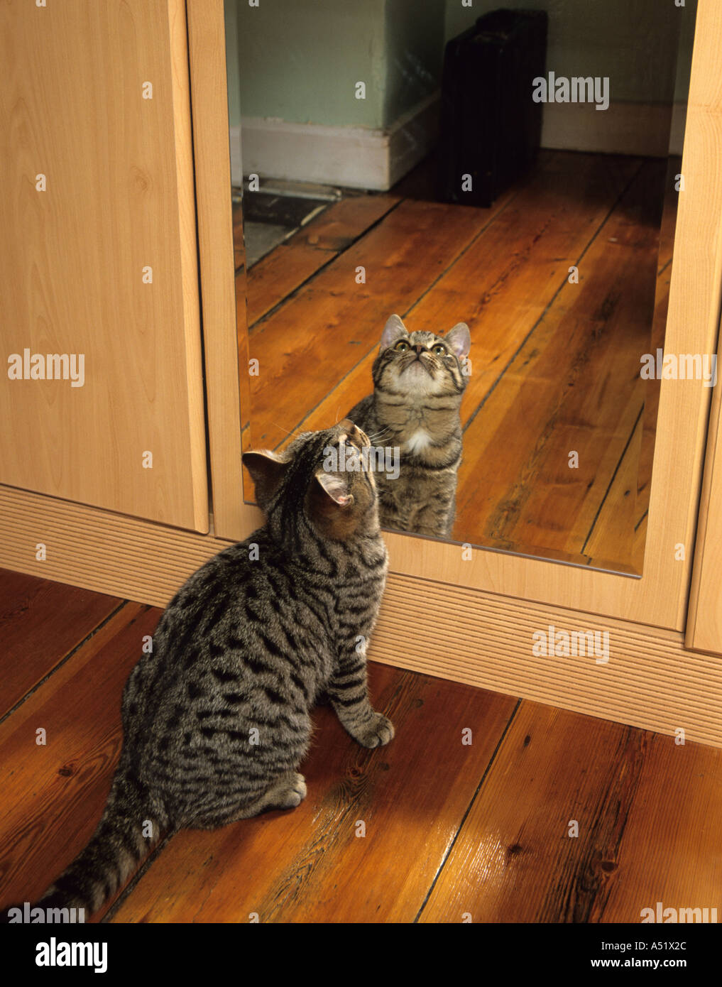 Mirror Image Cat Attacks