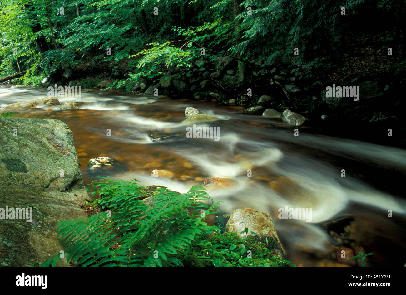 Stratton VT Ferns and hemlock trees along Broad Brook in Vermont s ...