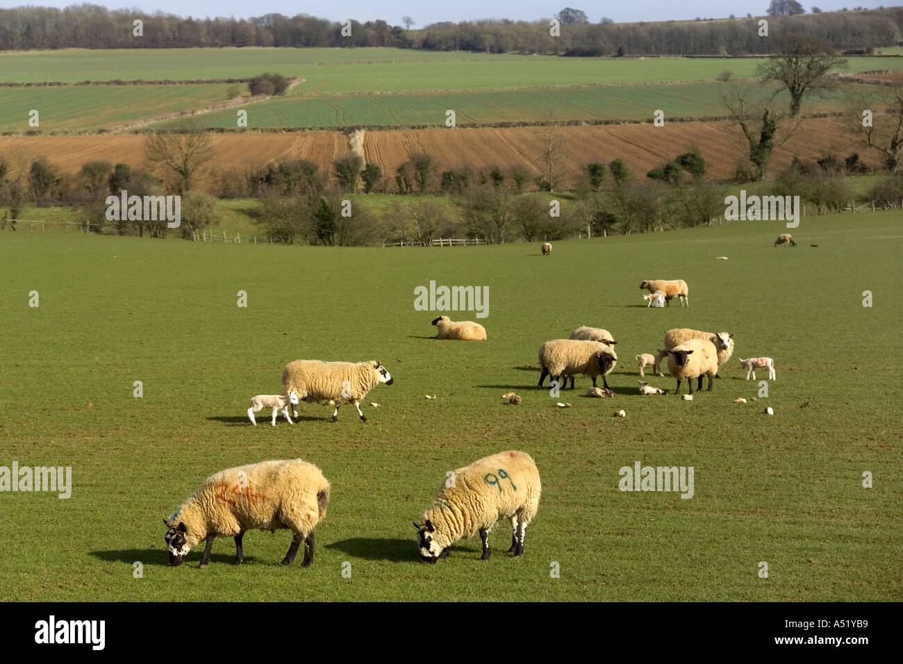england gloucestershire the cotswolds sheep and lambs in field near ...