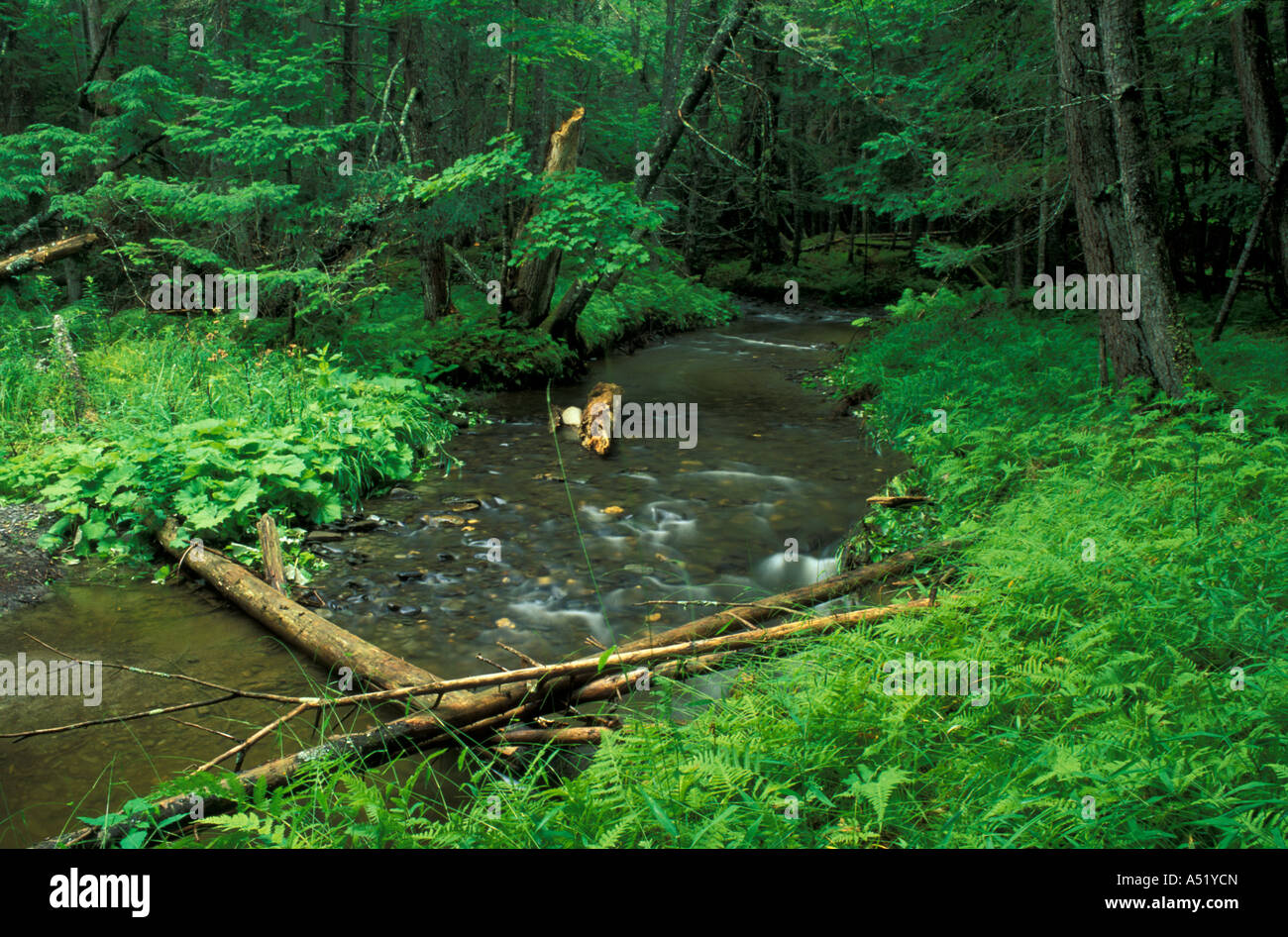 East Montpelier VT Ferns and hemlock trees in the forest along Mallory ...