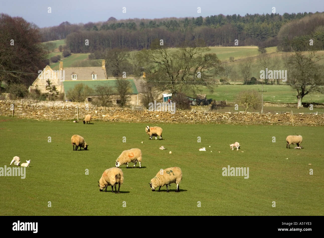 england gloucestershire the cotswolds sheep and lambs in field near ...
