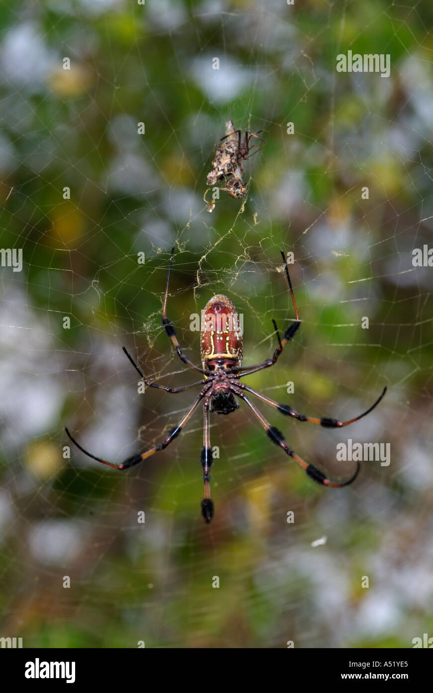 Golden Silk Spider Calico Spider Nephila clavipes female spider on web ...