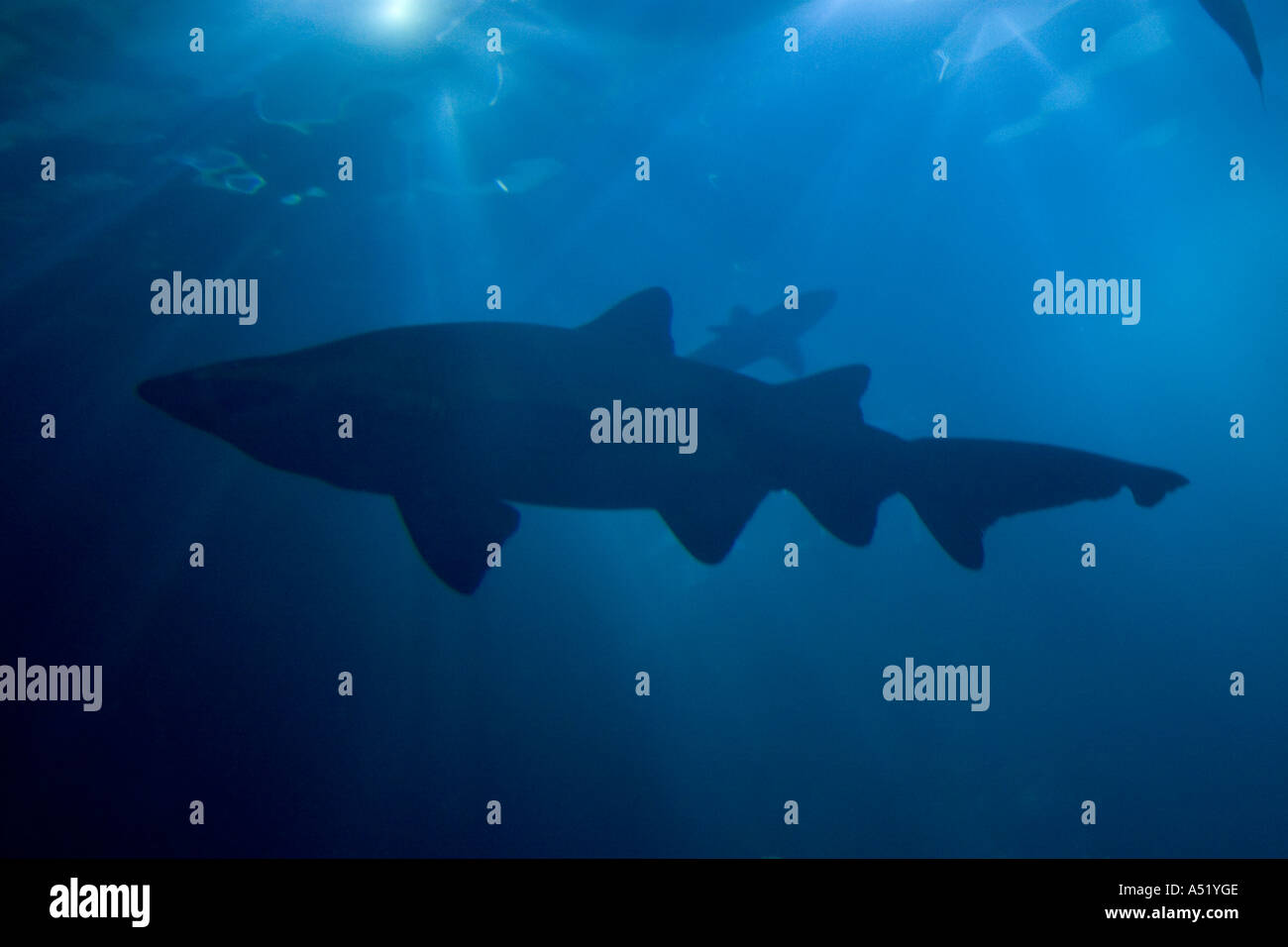 Shark swimming overhead Stock Photo - Alamy