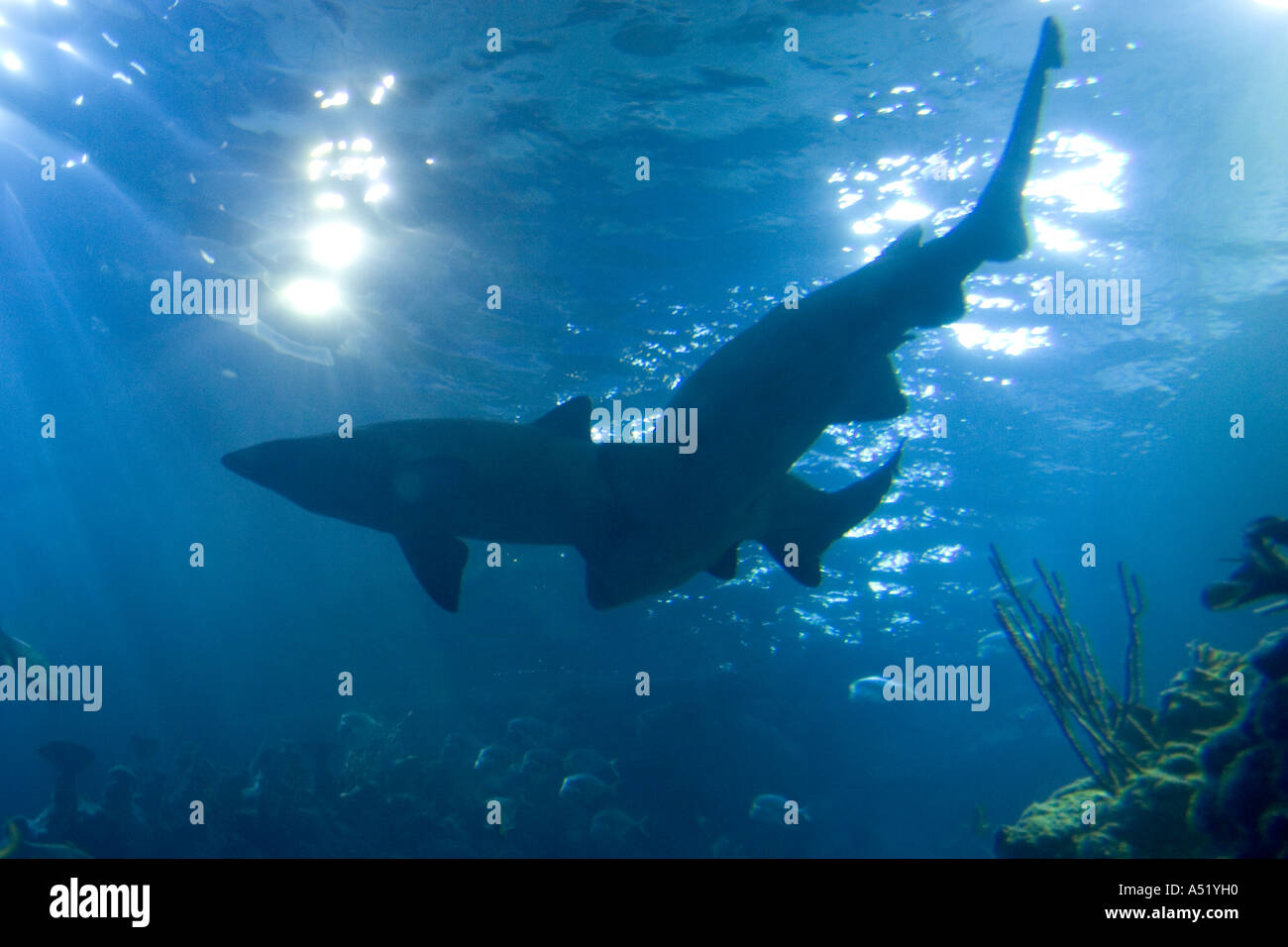 Shark swimming overhead Stock Photo - Alamy