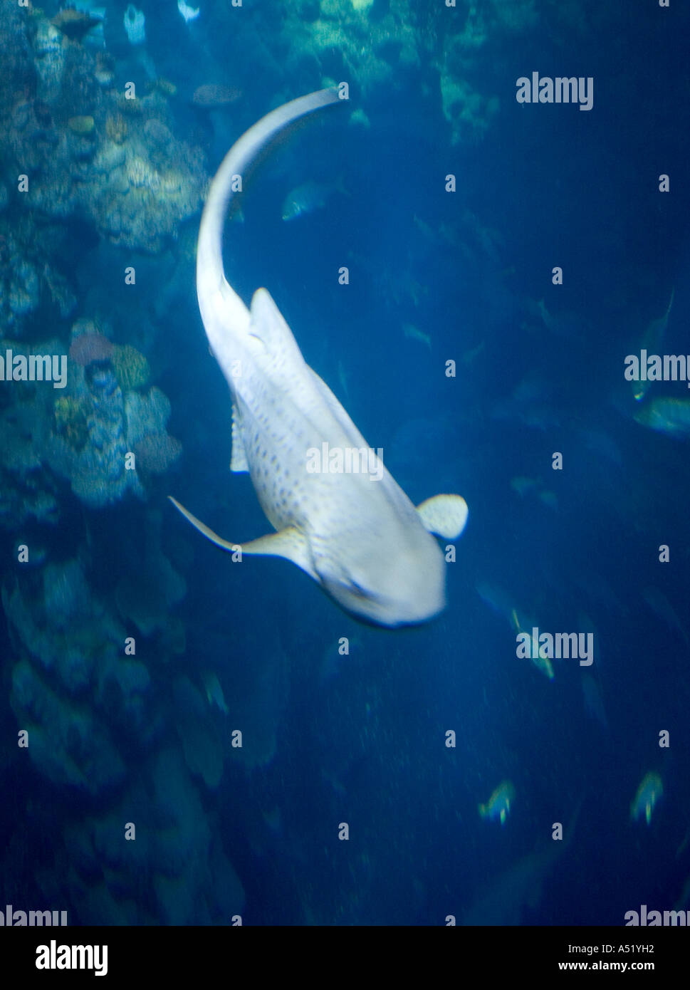 Shark belly swimming hi-res stock photography and images - Alamy