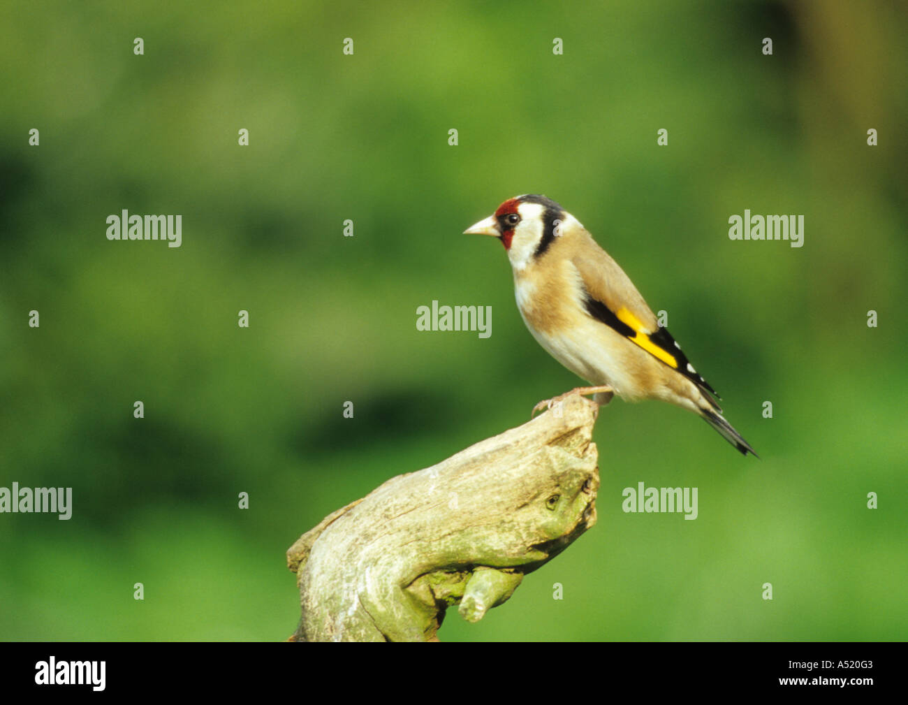 Close up of a green finch hi-res stock photography and images - Alamy