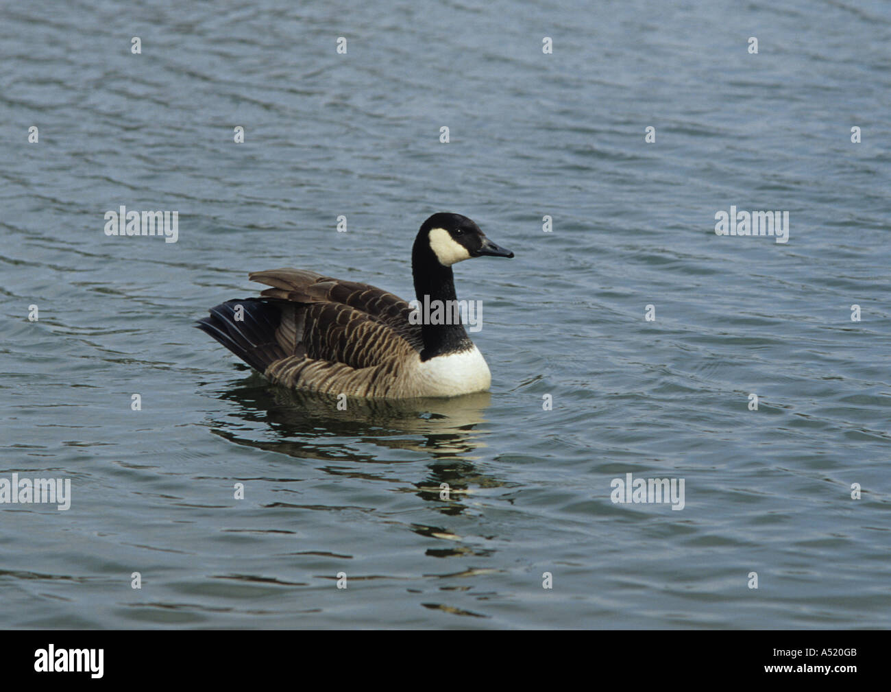 The great goose swim hi-res stock photography and images - Alamy