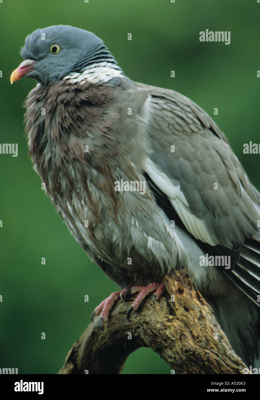 Woodpigeon (Columba palumbus) in the Uk Stock Photo - Alamy