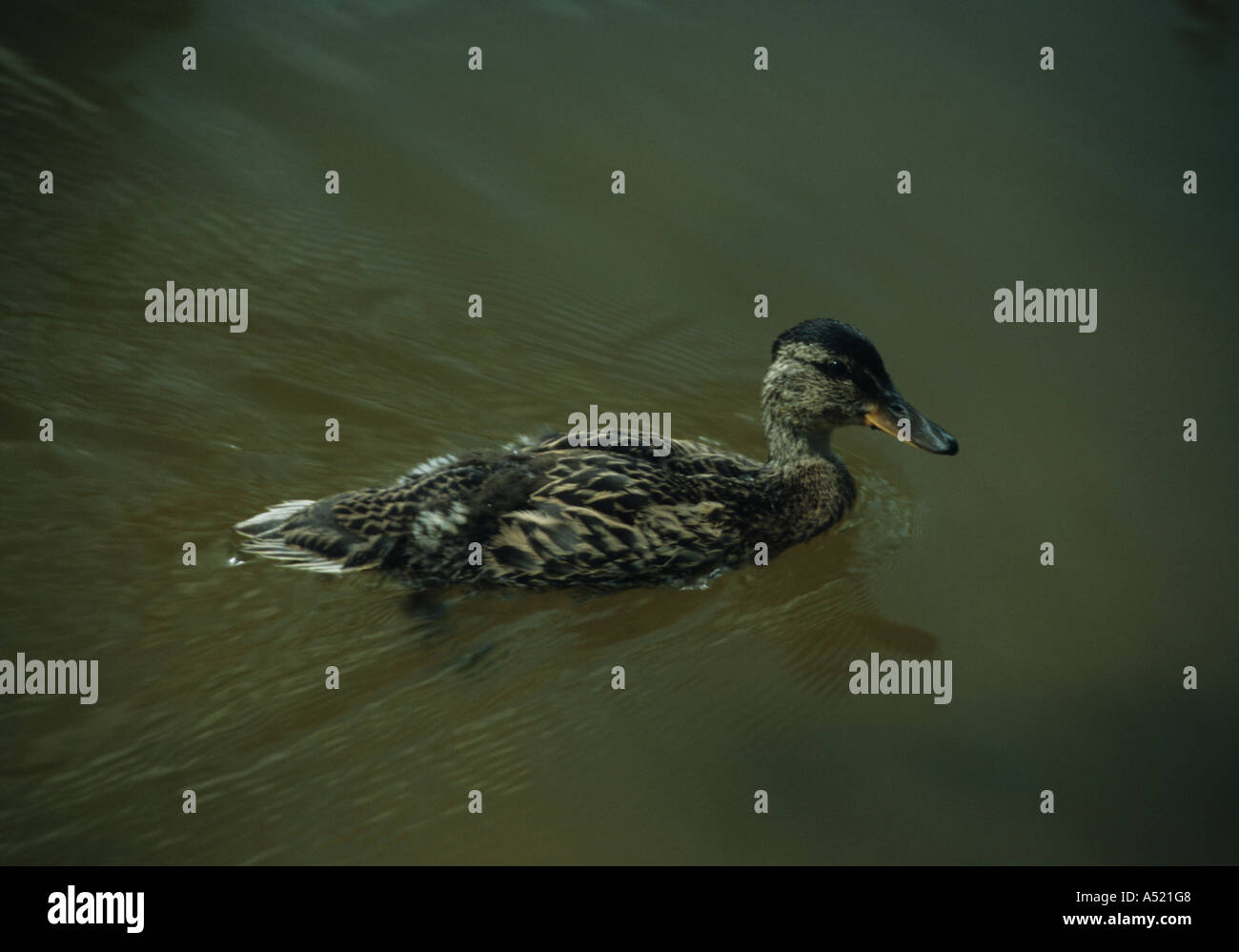 British juvenile mallard hi-res stock photography and images - Alamy
