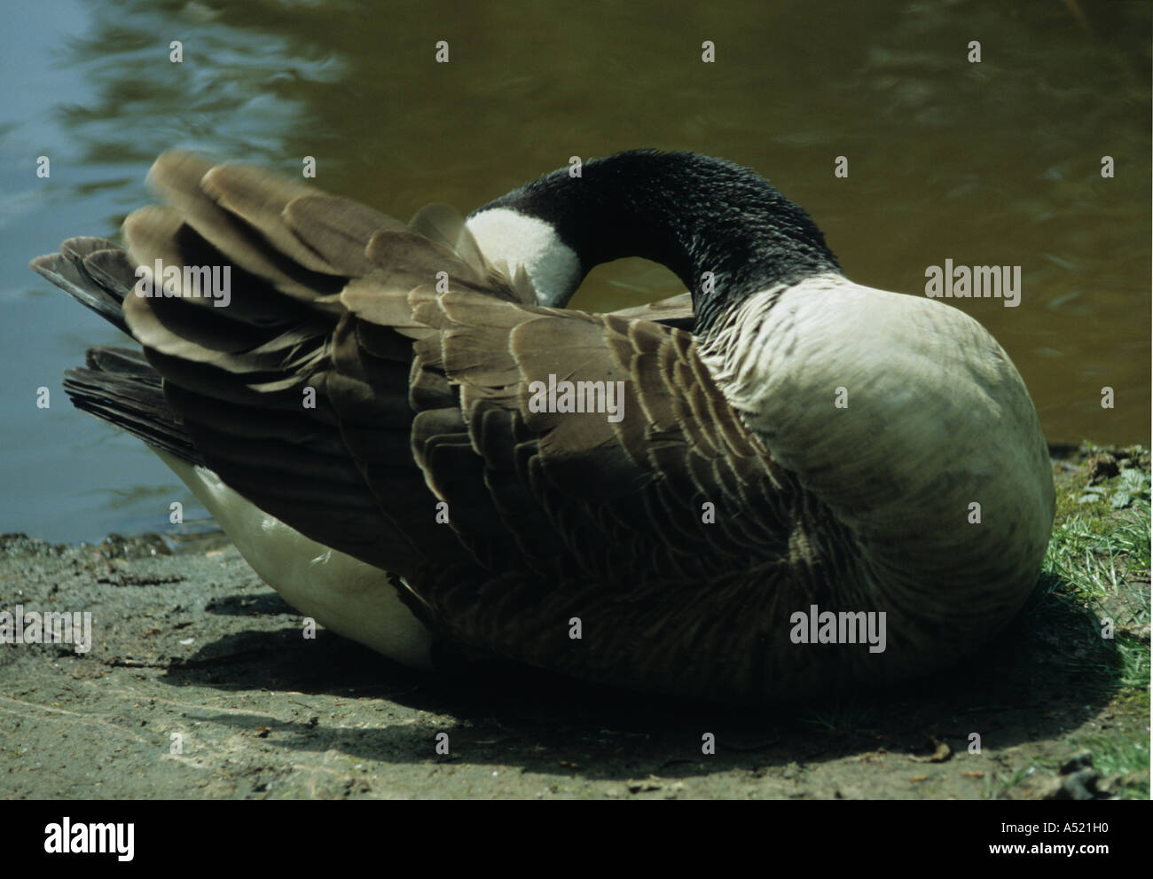 Bird preening preen hi-res stock photography and images - Alamy