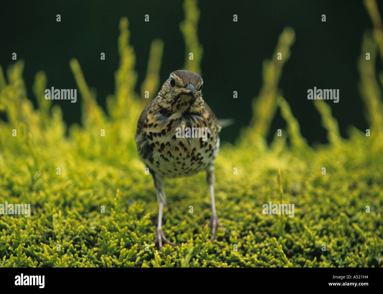Thrush uk garden hi-res stock photography and images - Alamy