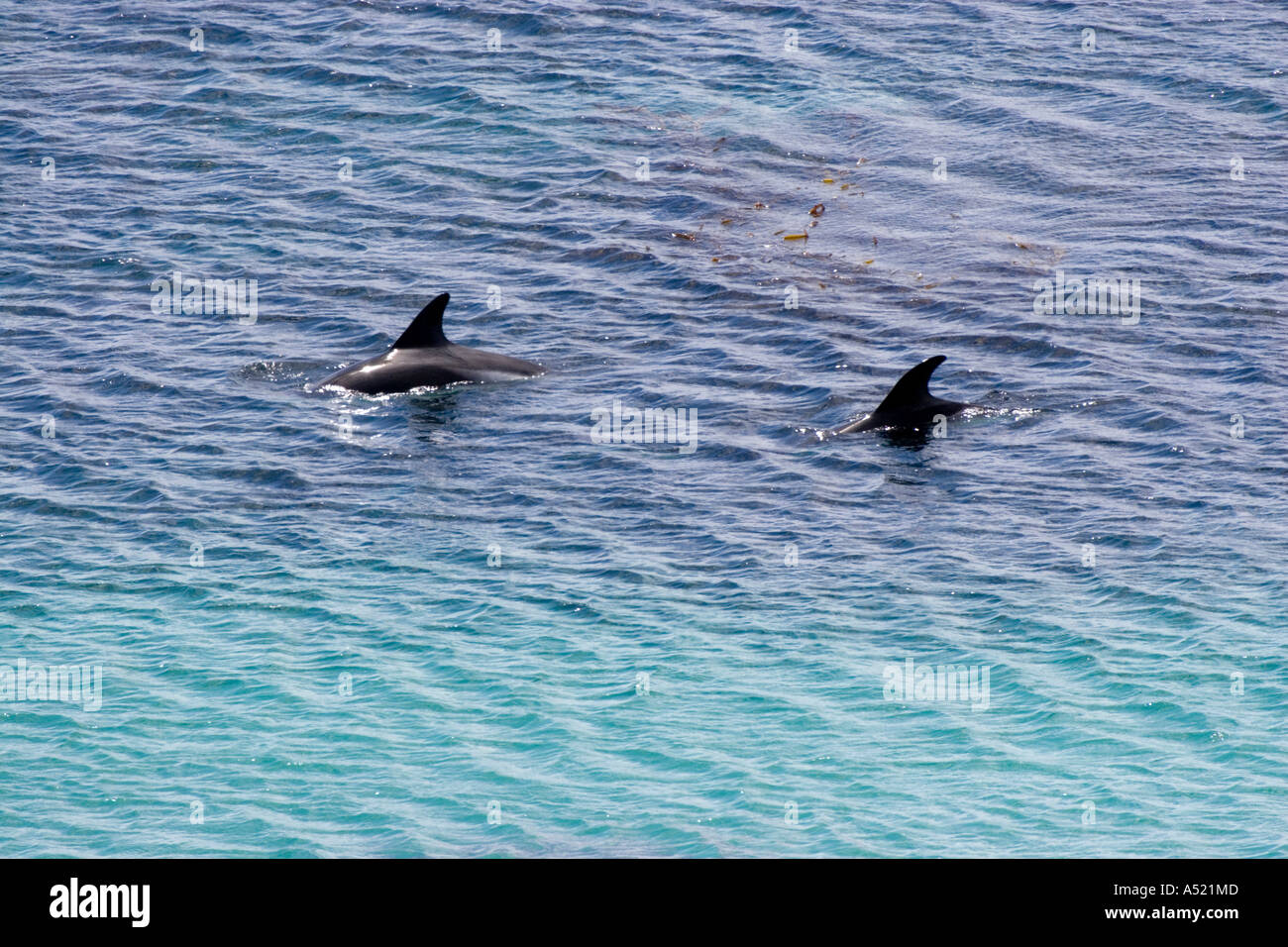 Dophin hi-res stock photography and images - Alamy
