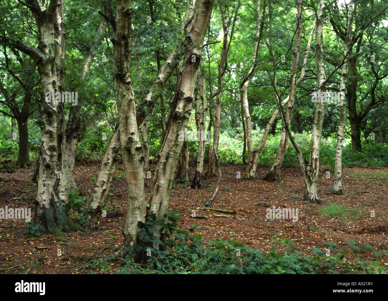 Common silver birch hi-res stock photography and images - Alamy