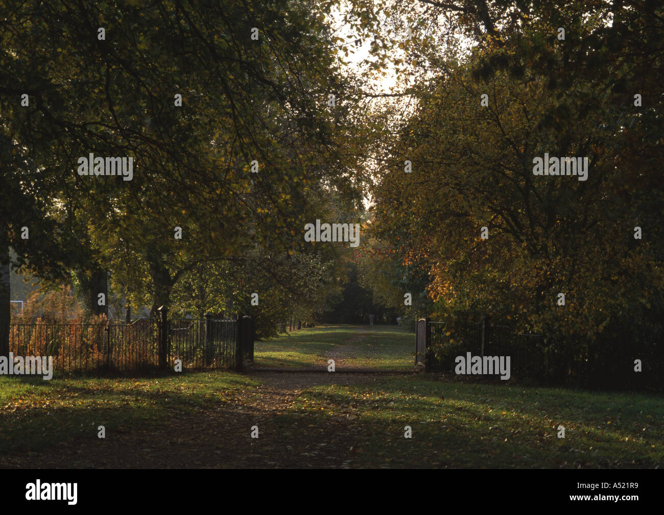 The Avenue at Beccles Common in Suffolk in the Uk (Medium Format Stock ...