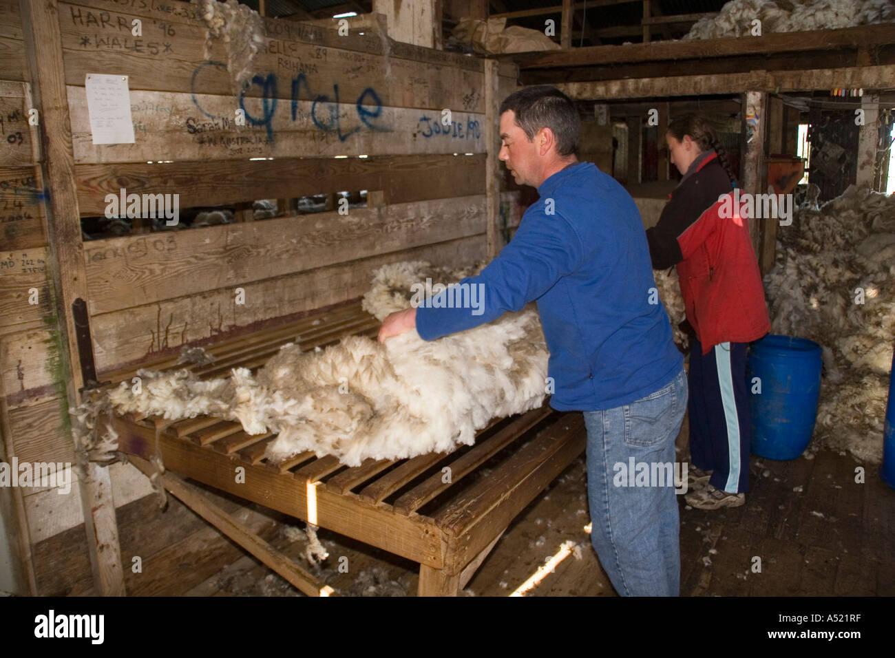 folding fleece after sheep has been clipped Stock Photo - Alamy