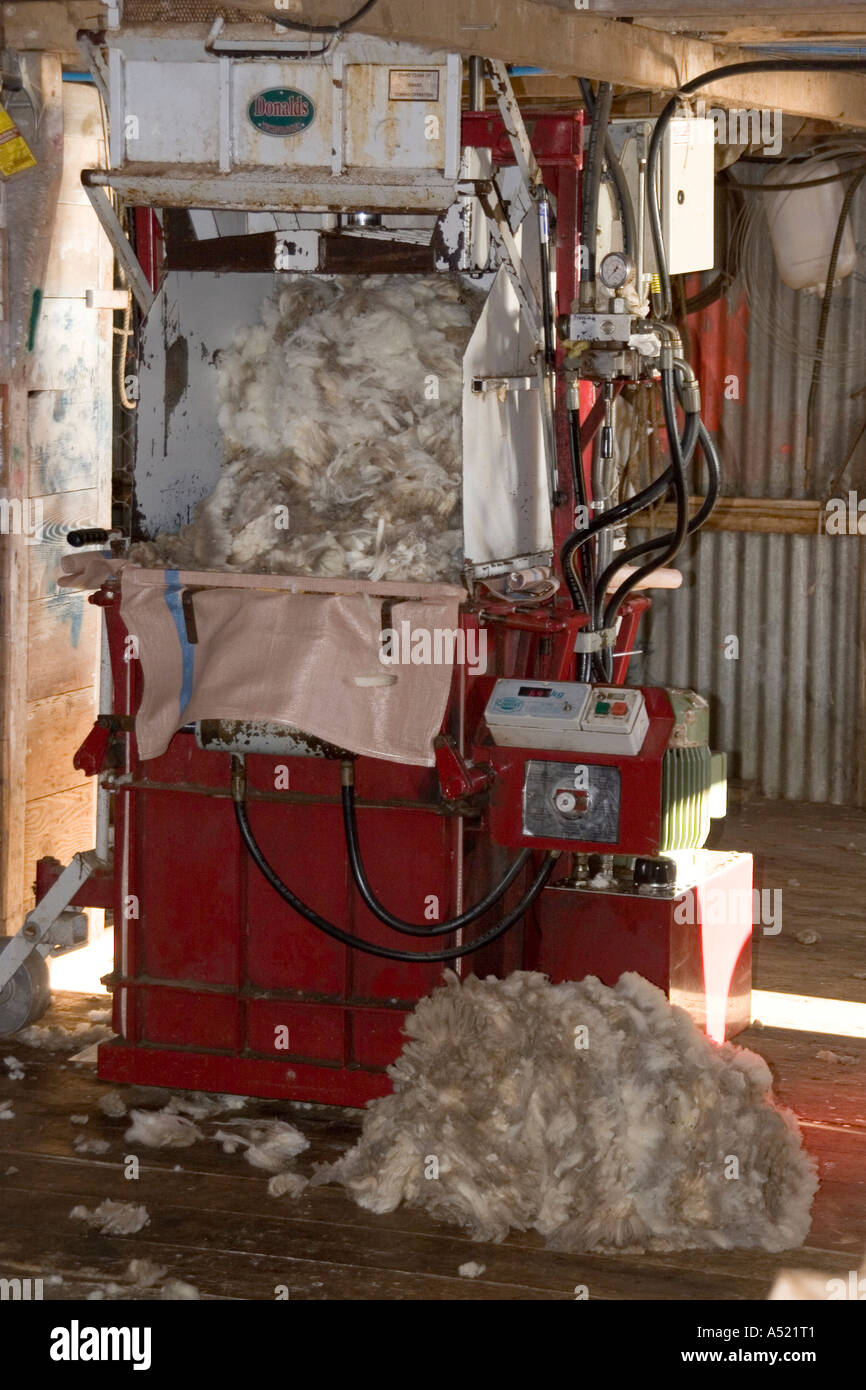 Woolen sheep fleece baling hi-res stock photography and images - Alamy