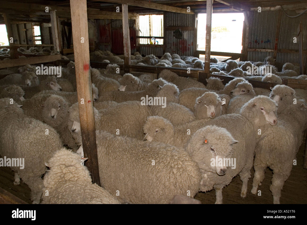 Carradale sheep hi-res stock photography and images - Alamy