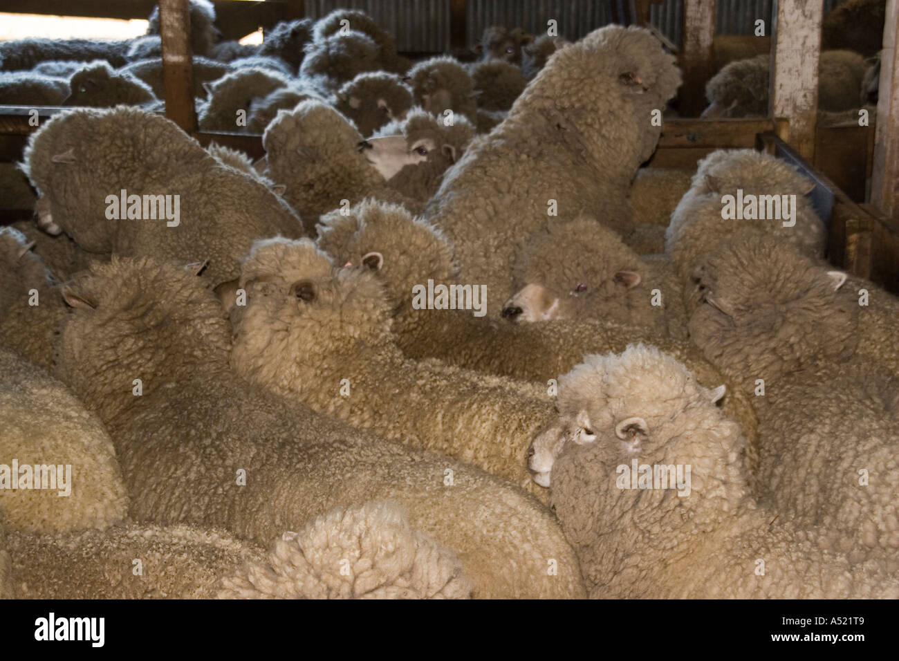 Carradale Sheep Stock Photos & Carradale Sheep Stock Images - Alamy