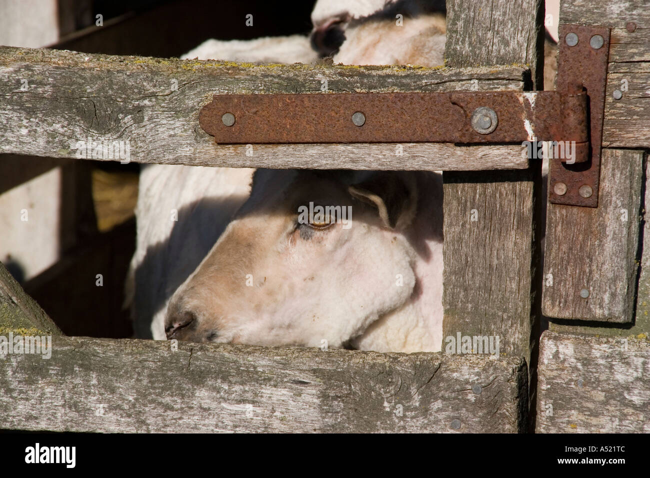 Carradale sheep hi-res stock photography and images - Alamy