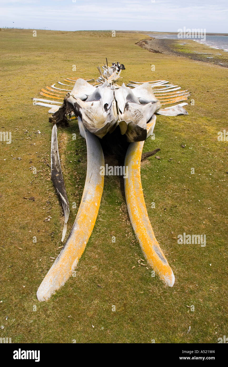 Baleen whale skeleton hi-res stock photography and images - Alamy