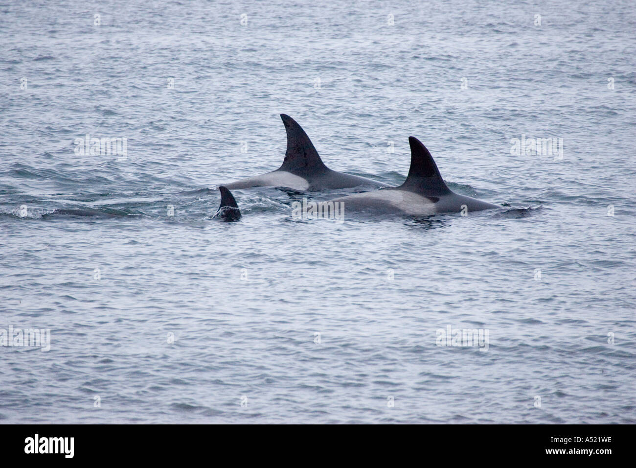 Killer whale family hunting hi-res stock photography and images - Alamy