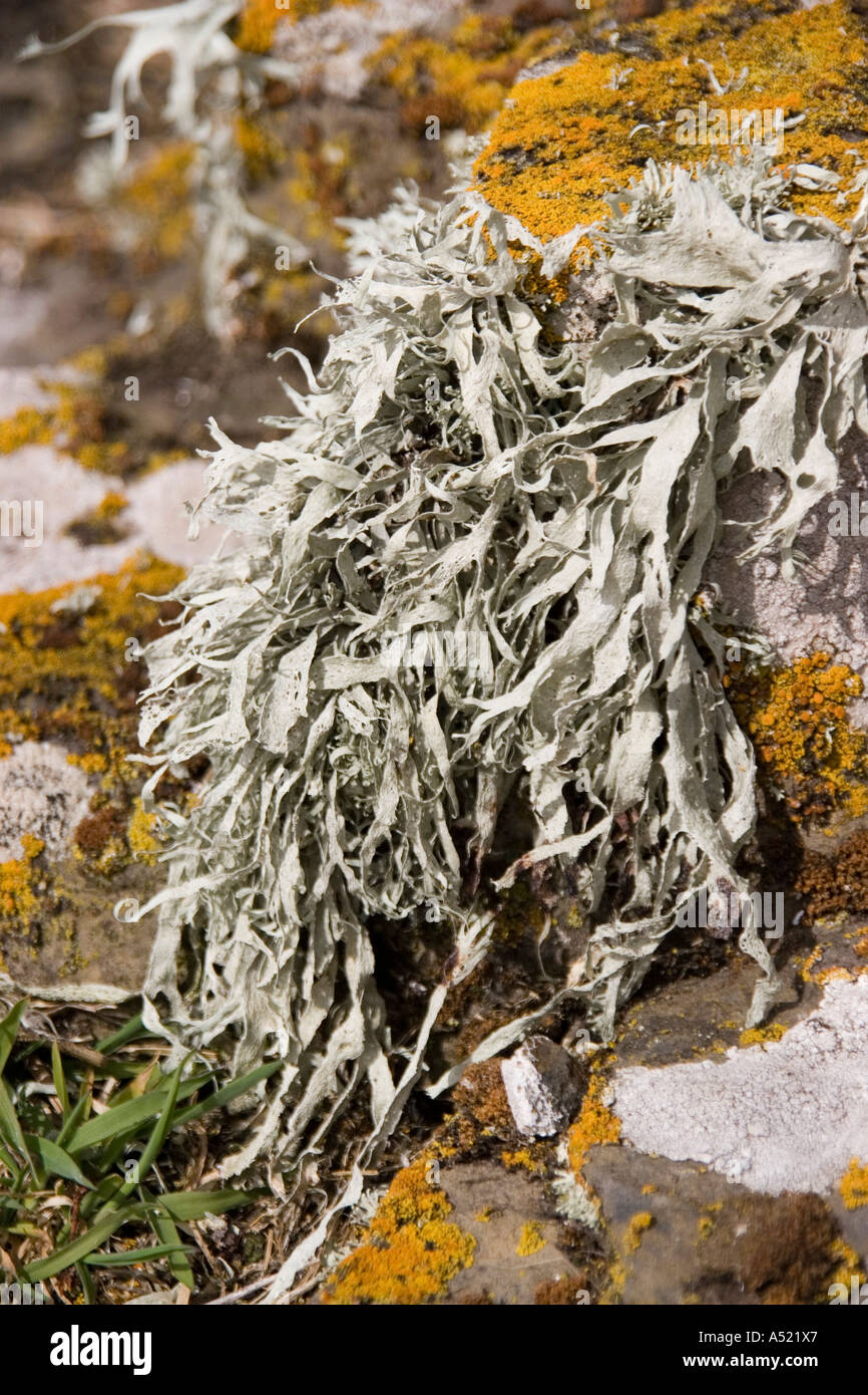 Lichen type hi-res stock photography and images - Alamy
