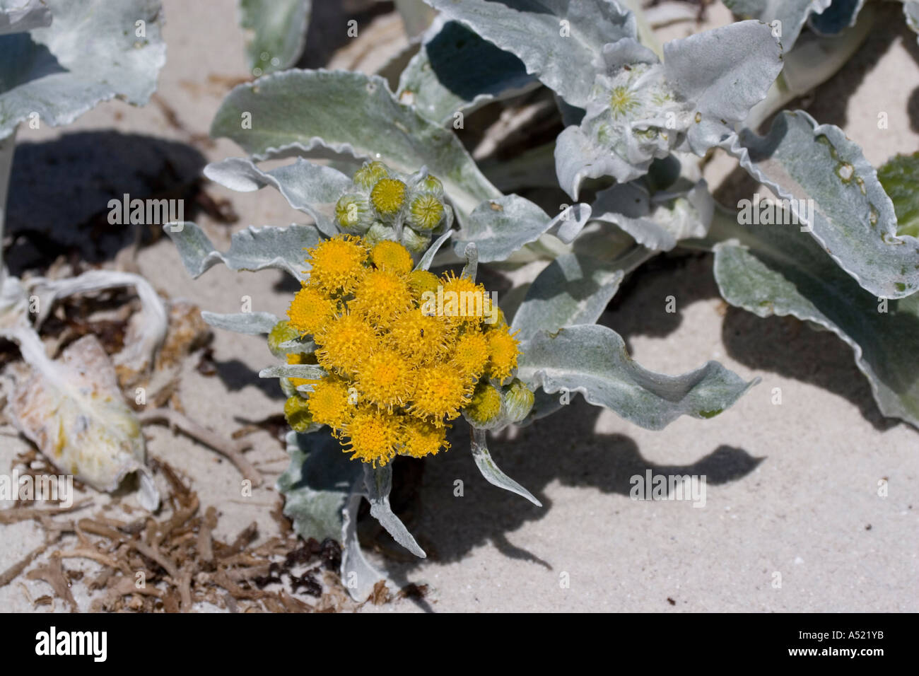 Sea cabbage senecio candicans Stock Photo - Alamy