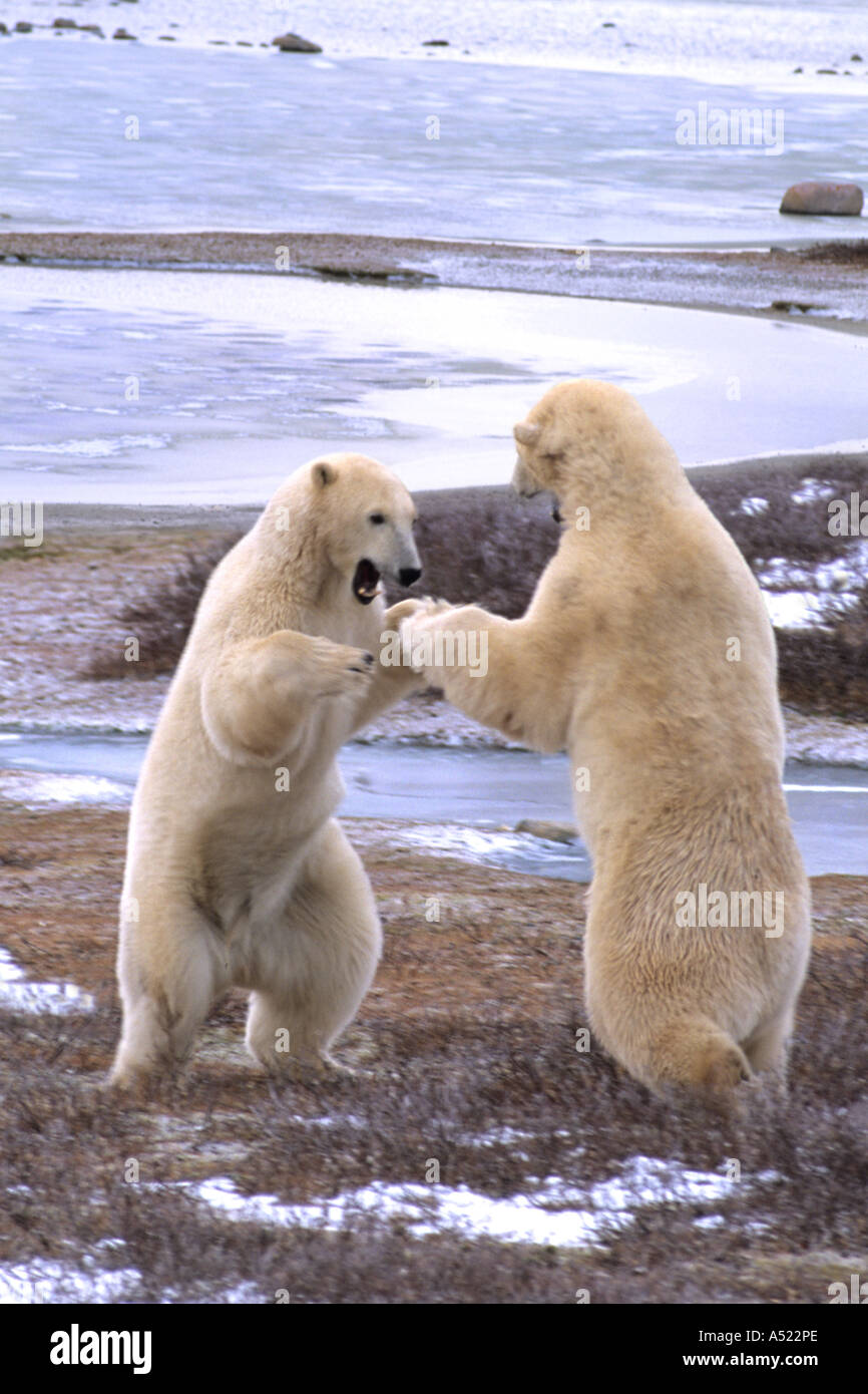 Polar Bear Close Encounter As Bears Play Fight Next To Tundra Buggies