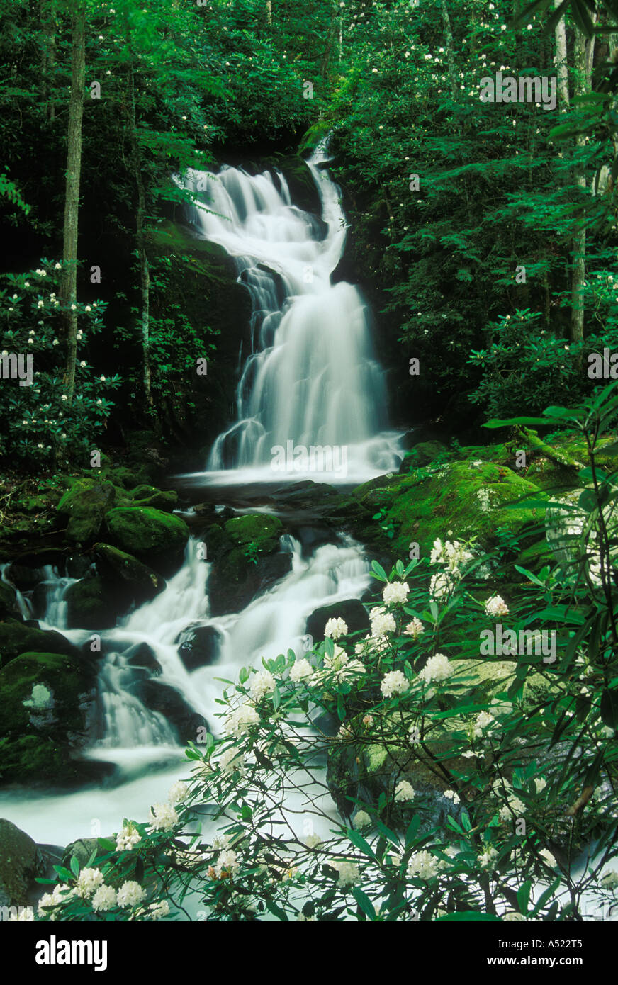 Mouse Creek Falls Rhododendron Great Smoky Mountains National Park ...