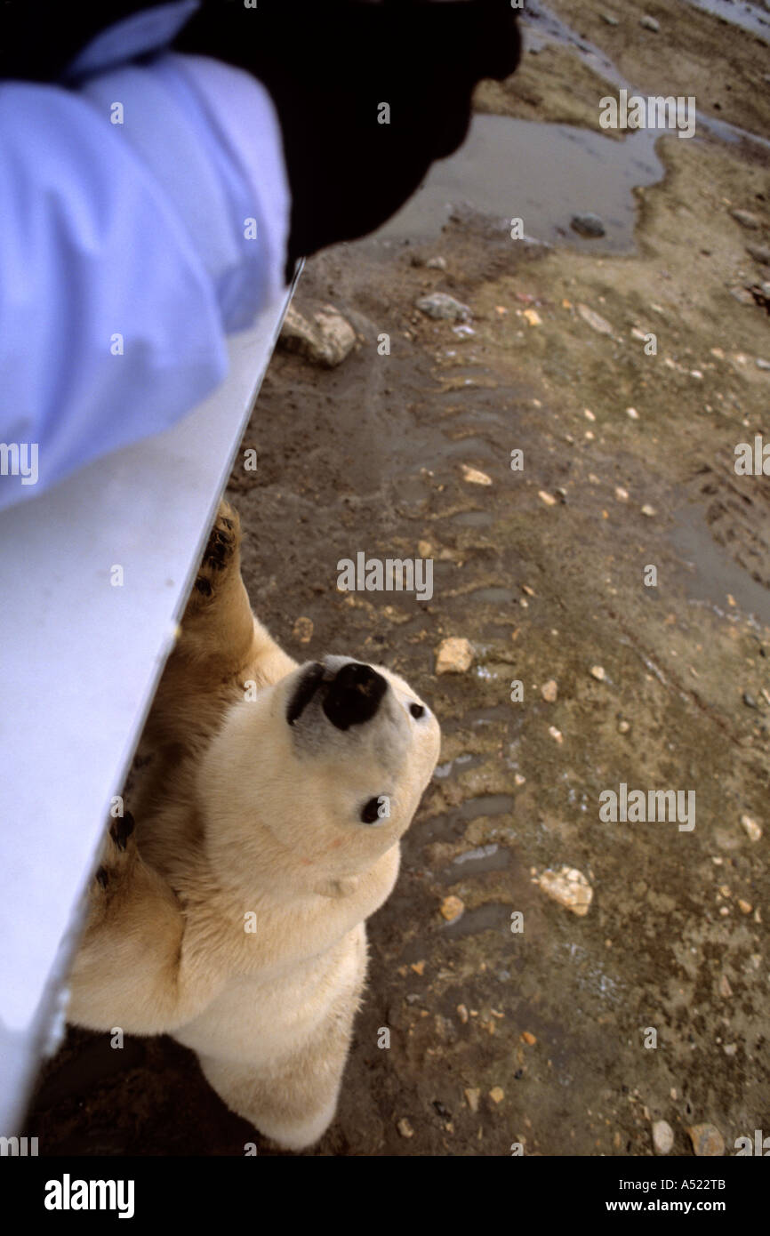 Curious Polar Bear Close Encounter As Bear Looks In To Tundra Buggy To