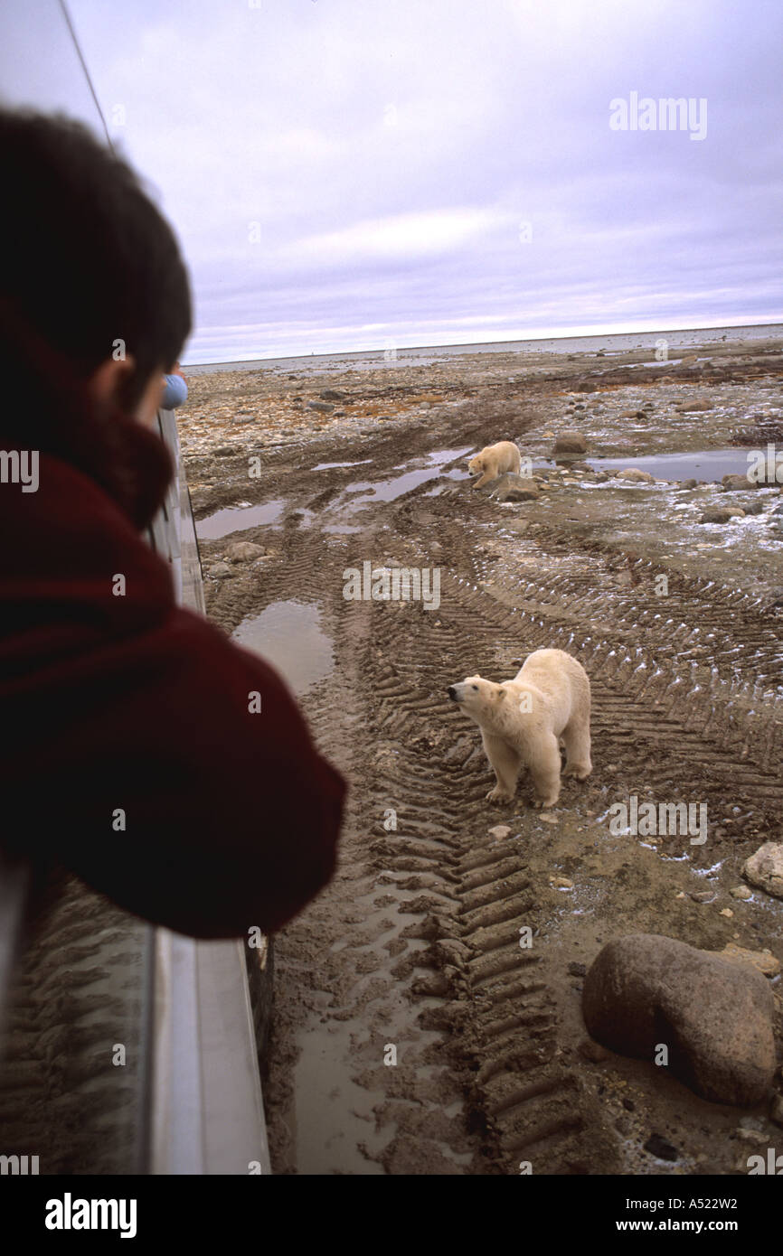 Curious Polar Bear Close Encounter As Bear Looks In To Tundra Buggy To