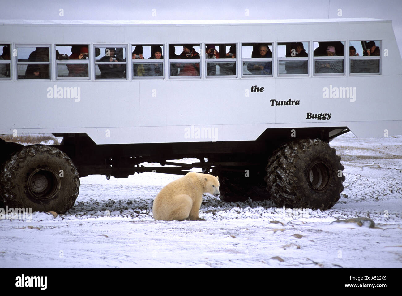 Curious Polar Bear close encounter as bear looks in to Tundra Buggy to ...