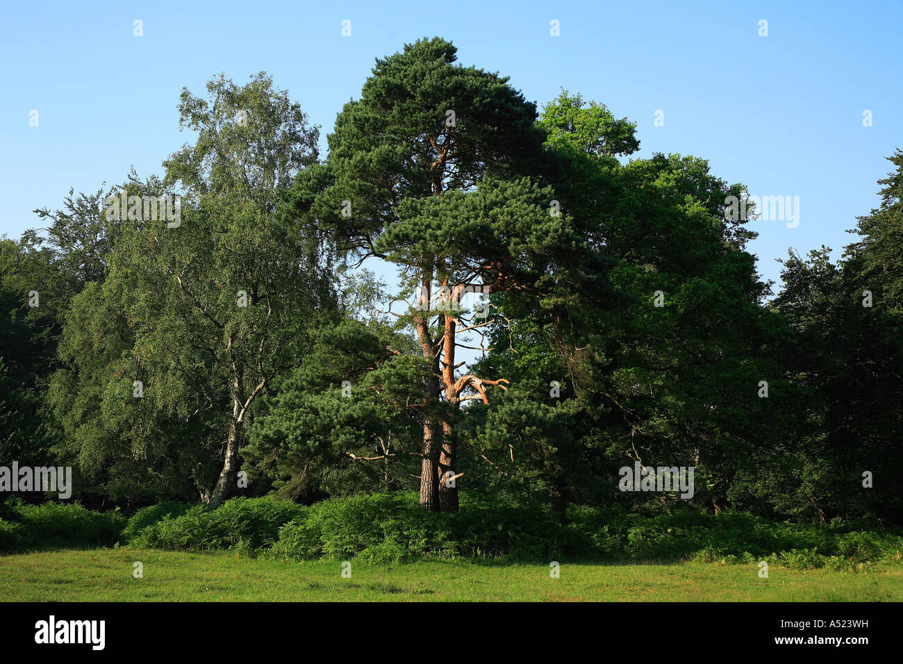 Pine tree Hampshire England Stock Photo - Alamy